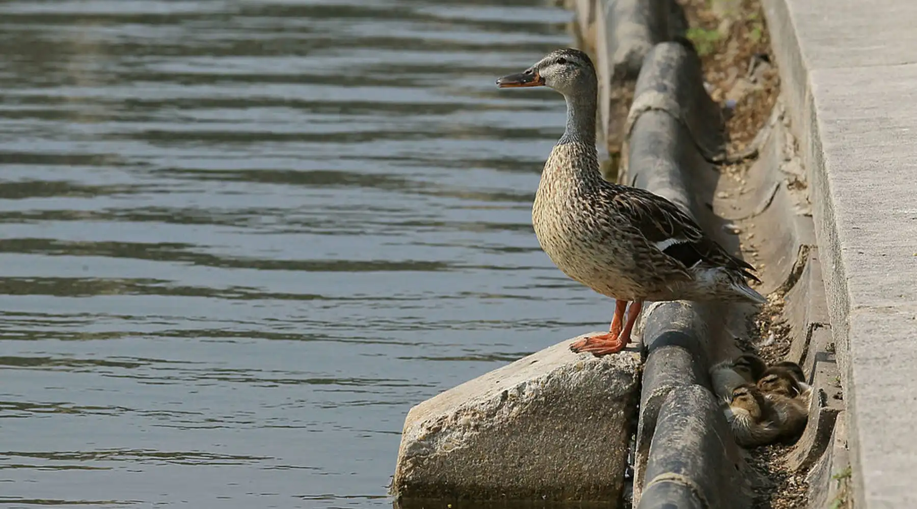 The Capitol built a little ramp for DC ducks