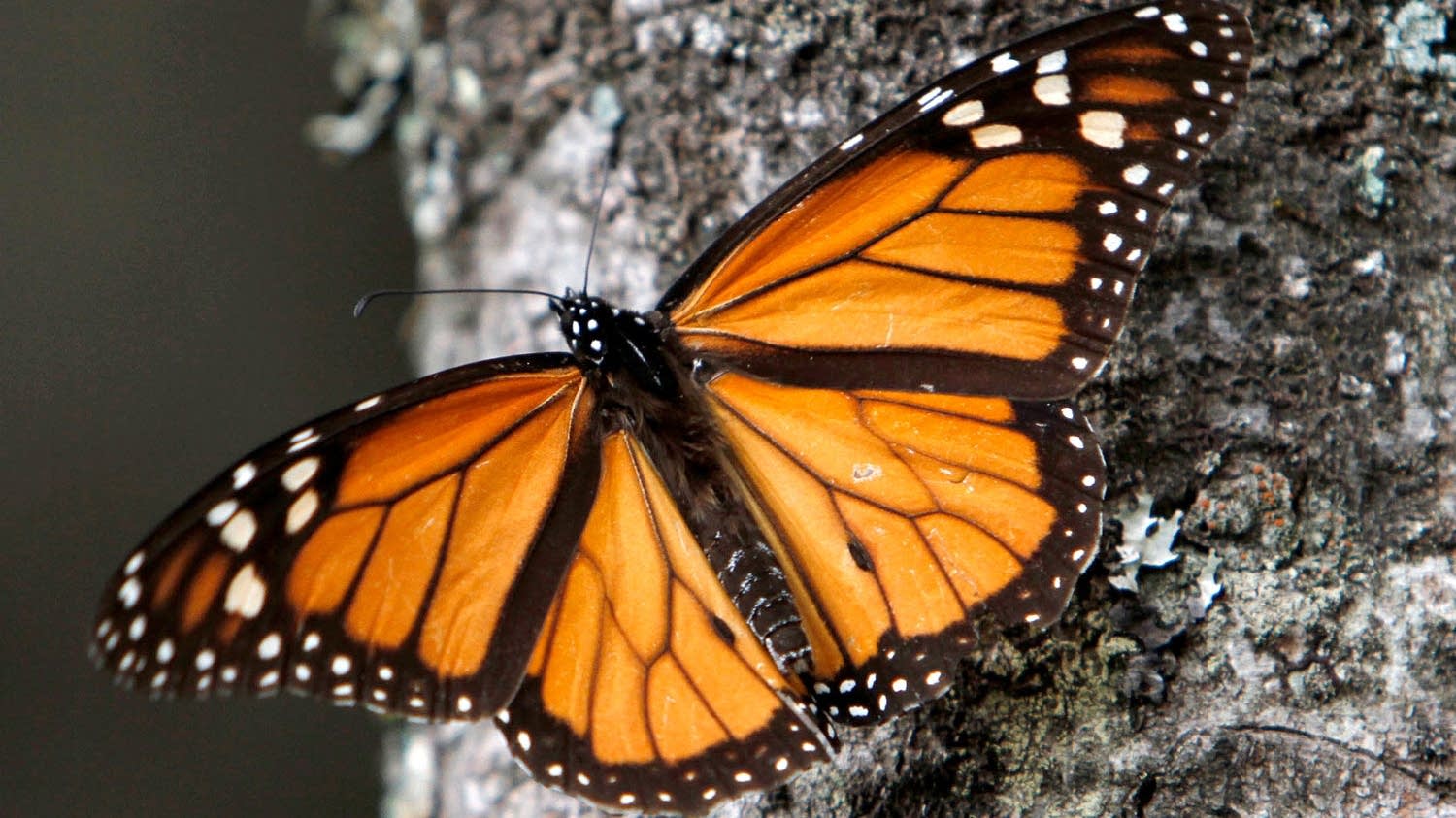 Minnesota monarchs headed south | MPR News