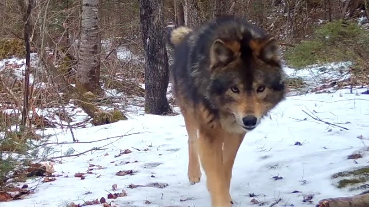 Researchers capture video of possible wolf-dog hybrid in northern ...