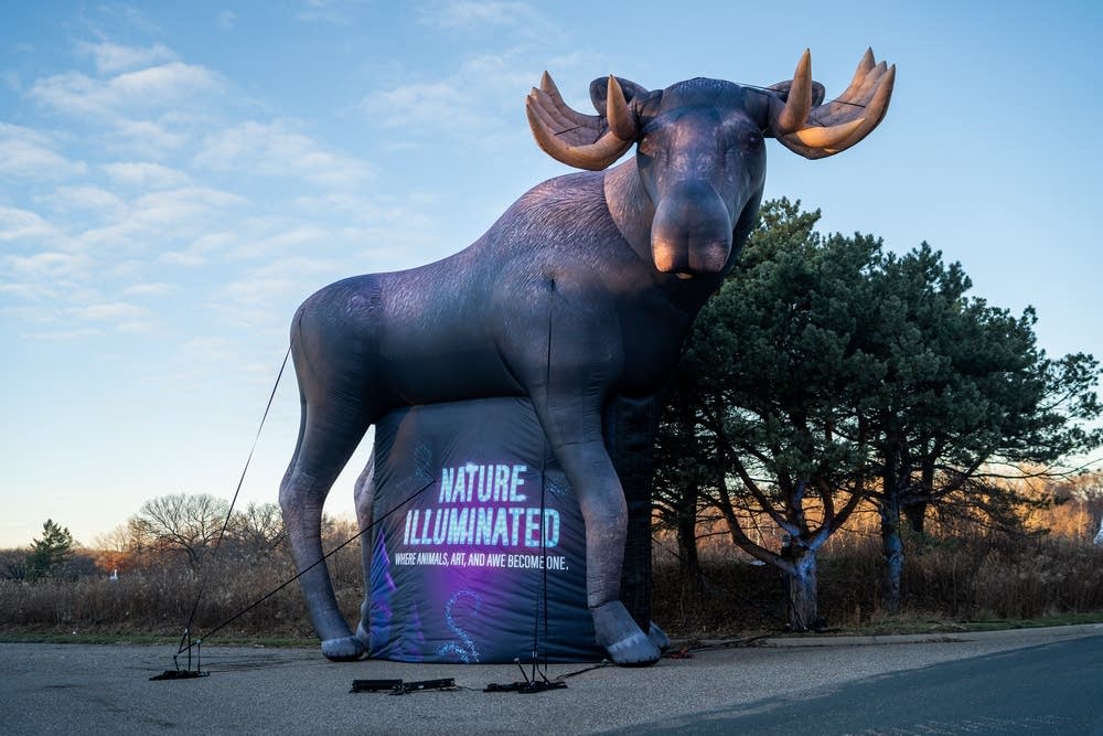 Photos: It’s Lit! Minnesota Zoo illuminates nature for drive by exhibit ...
