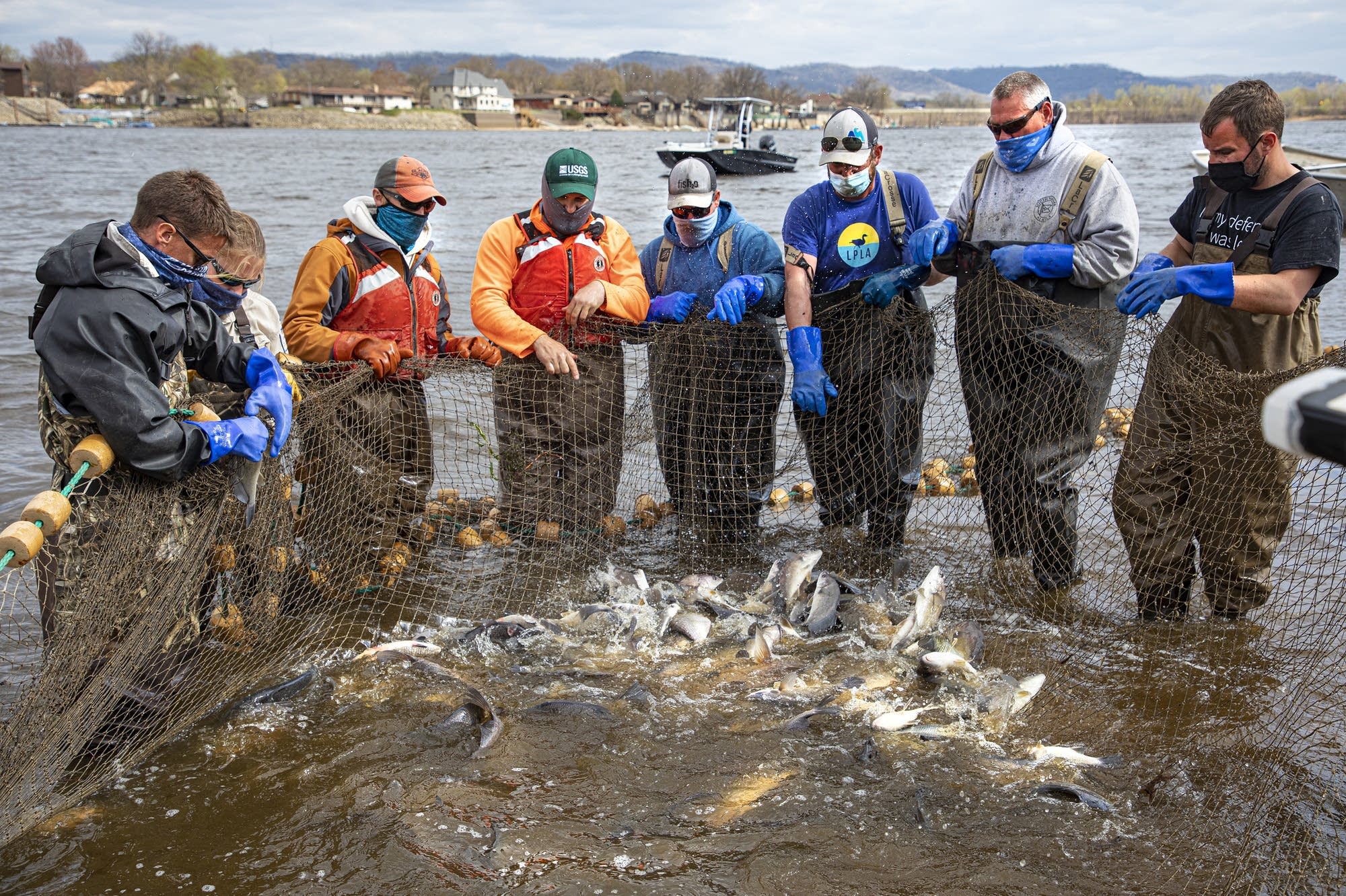 New method aims to herd, capture invasive carp in Mississippi | MPR News