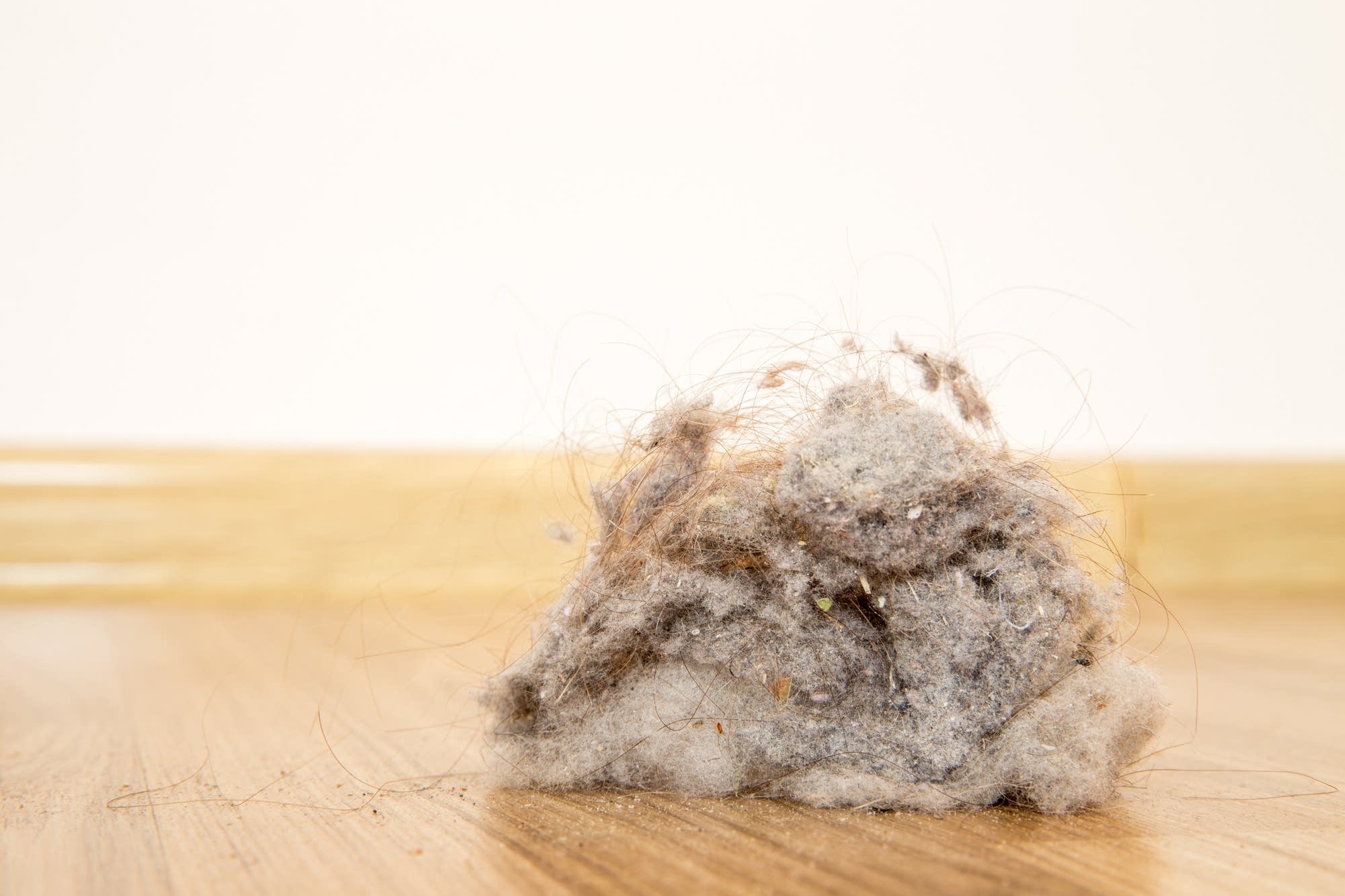 The Secret World Of Dust Brains On A Podcast For Kids Curious Adults