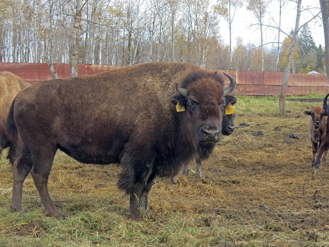 Minnesota rancher embraces buffaloes' wild beauty, but not their horns ...