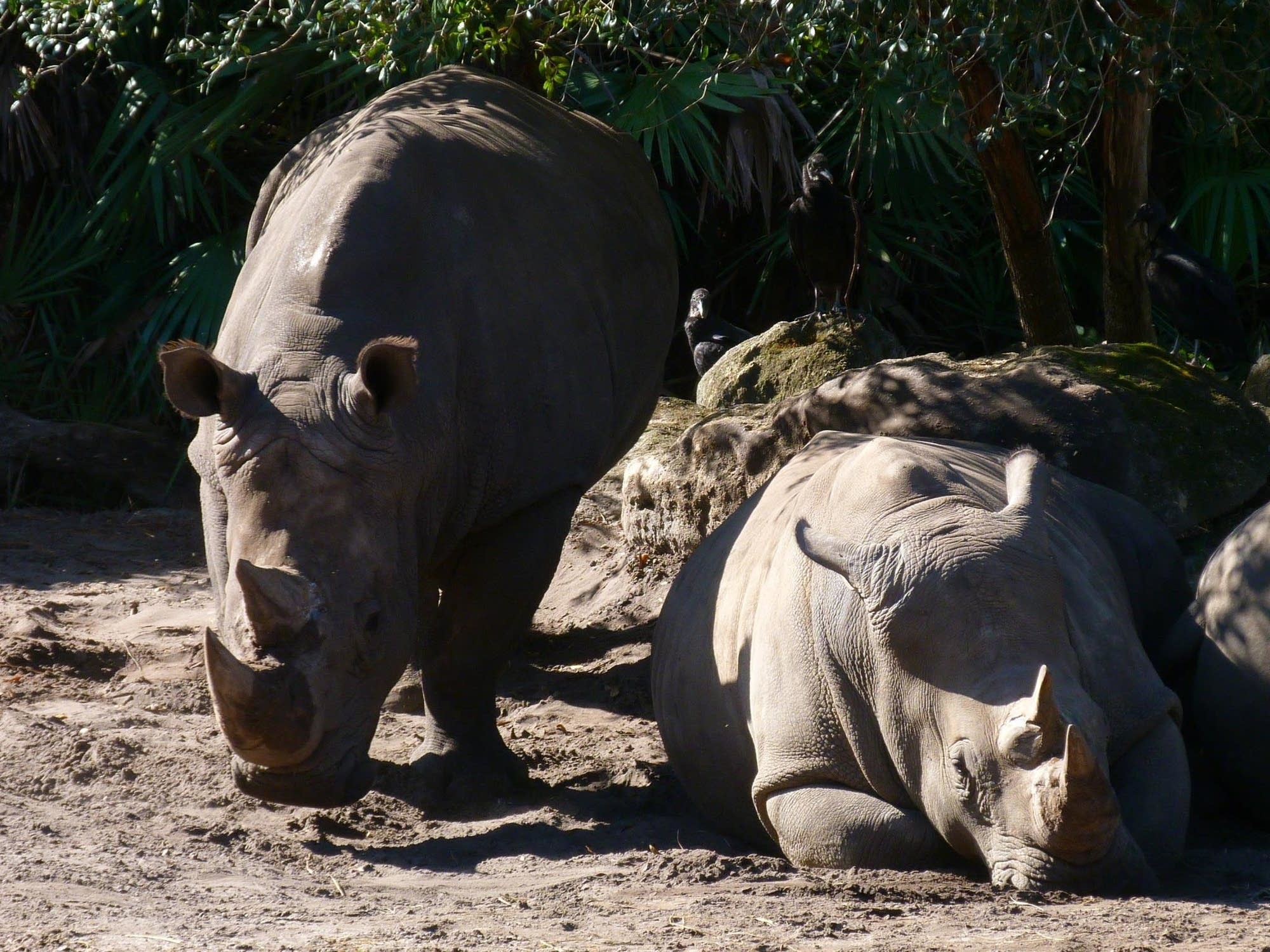 9:30 Coffee Break: Zoo Animals