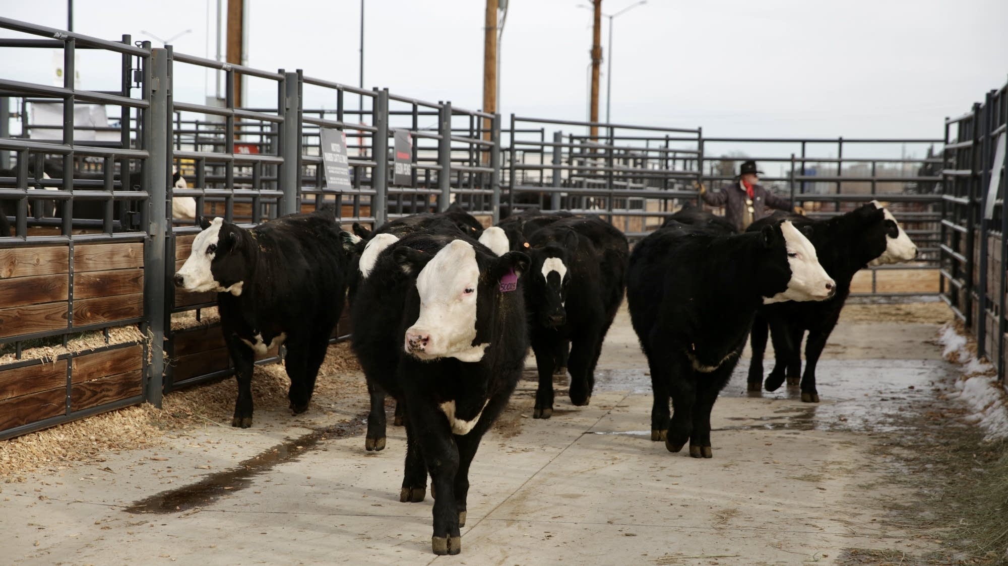 Historic cattle prices centered at National Western Stock Show