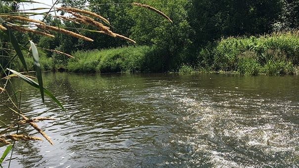 DNR sets limit on diverting water from central Minnesota trout stream ...