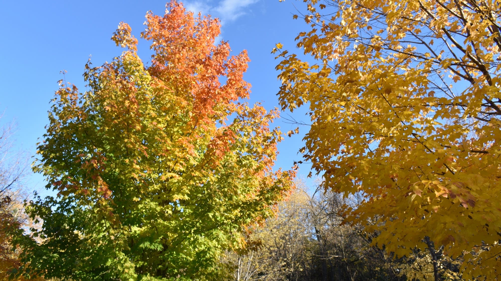 Weekend weather: Mild temps, mostly dry; fall color spreads up north ...