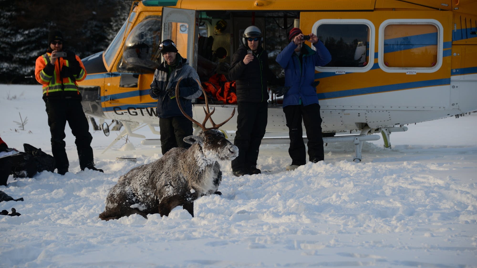 These Lake Superior caribou faced death. Then a helicopter came | MPR News