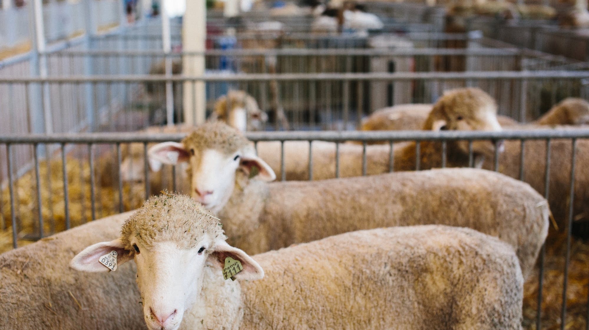 Let it all out: Tell us why you hate the fair | MPR News