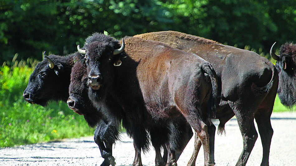 Fence jumping bison now NW Minnesota's most wanted | MPR News