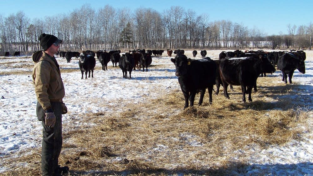 Farmers who lose livestock to wolves could see relief | MPR News