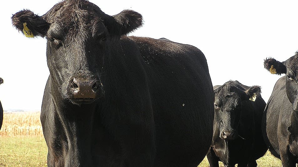 Synthetic burgers? That food's not fast | MPR News