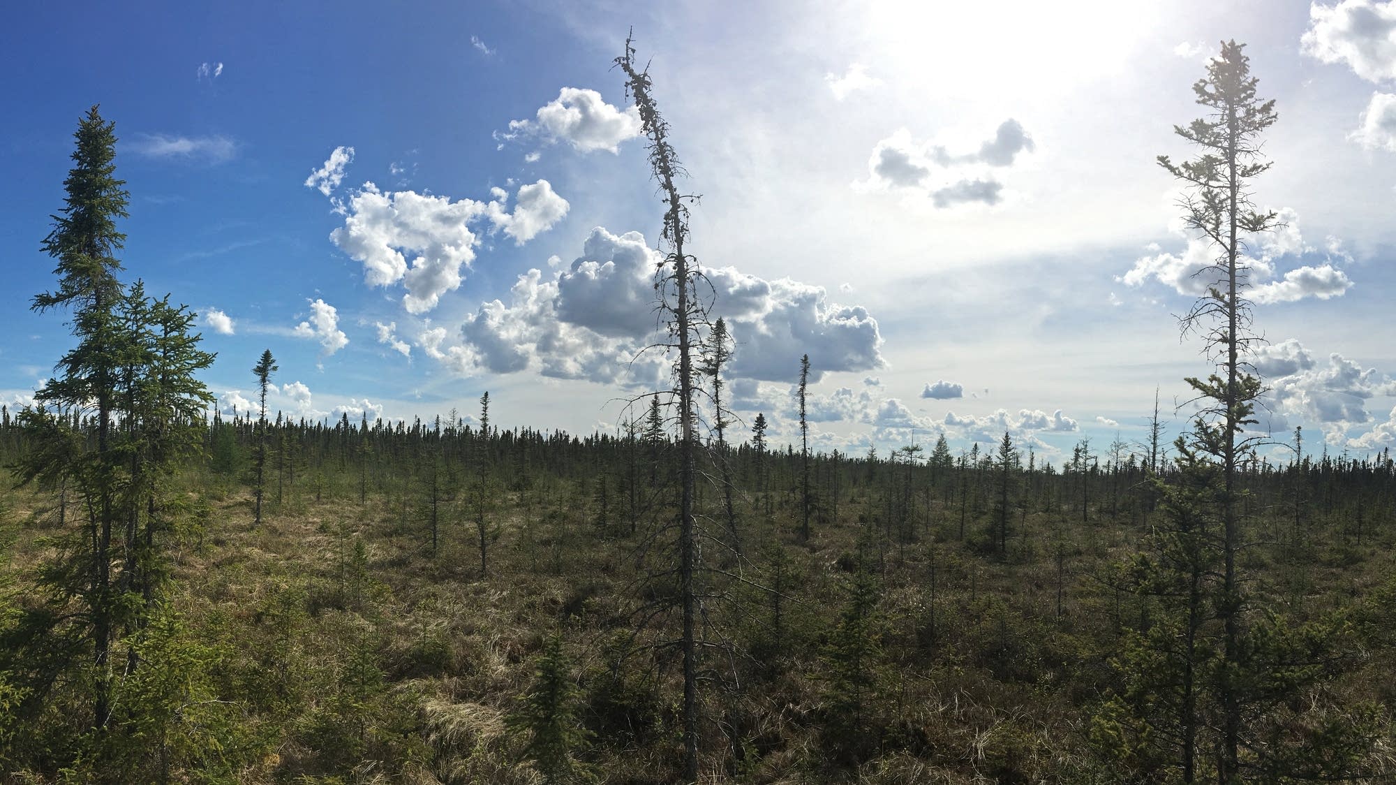 A biodiversity road trip to the headwaters - and a really big bog | MPR ...