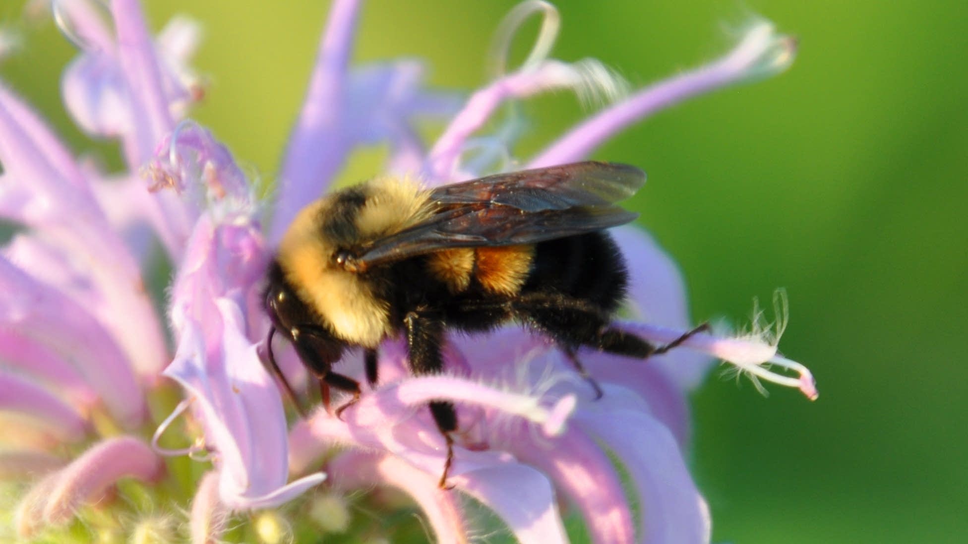 Study finds Minnesota state bee in tough shape | MPR News