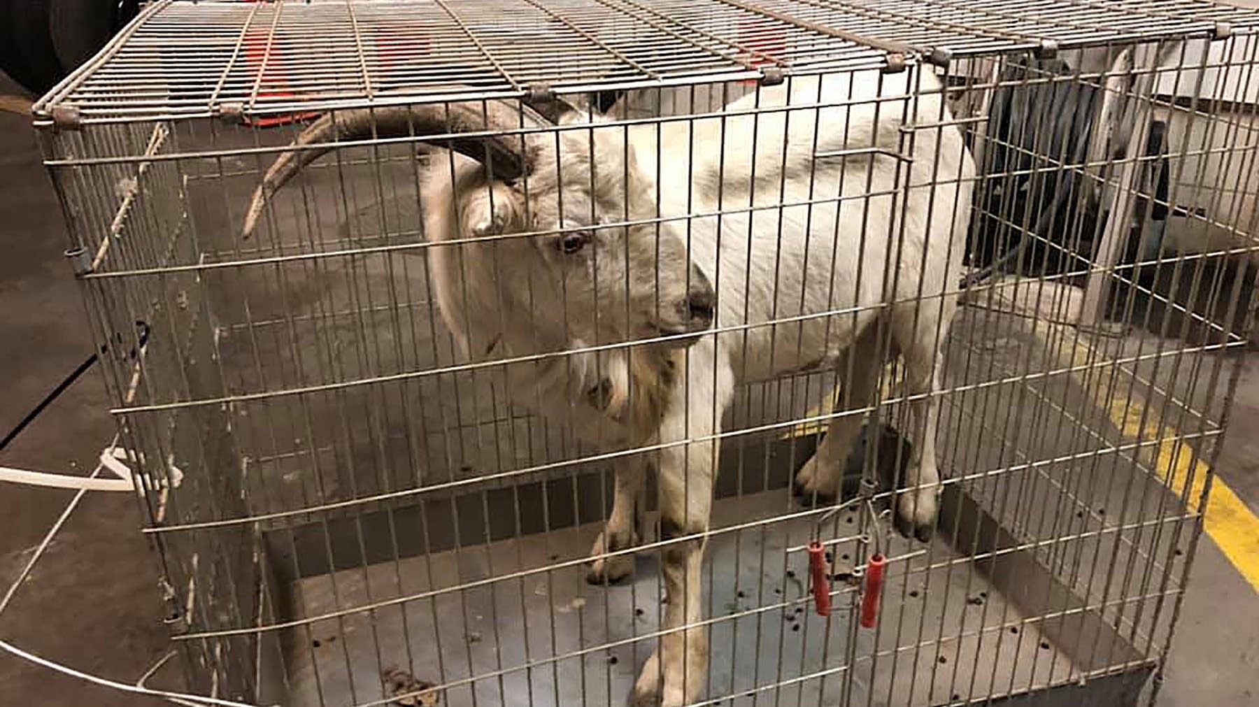 No kidding: Inver Grove Heights cops finally nab America's Goat Wanted ...