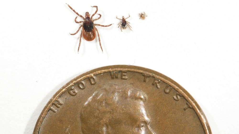 Tick season is in full swing | MPR News