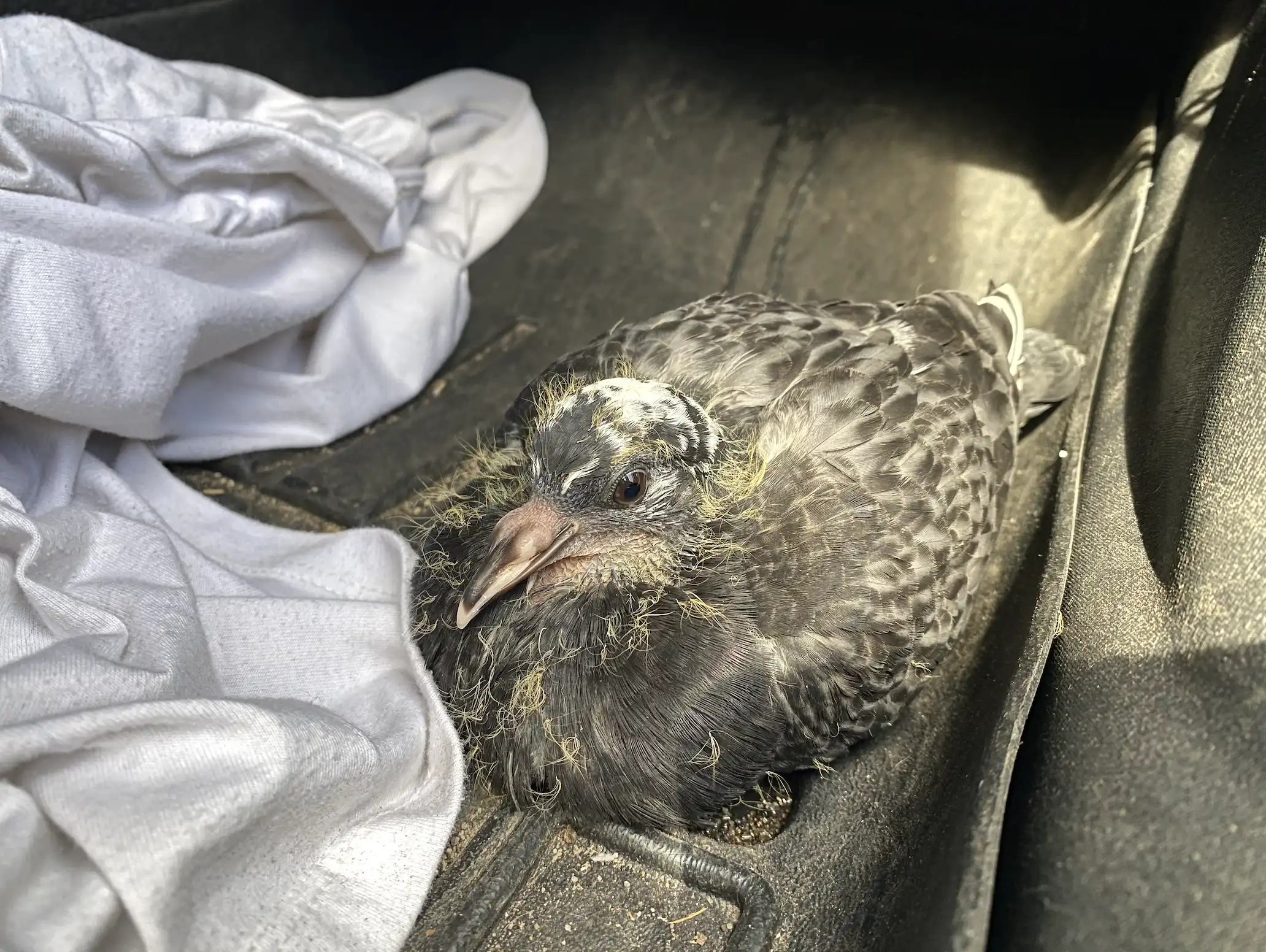 Sven Sundgaard catches up with the pigeon he rescued at the Wildlife ...