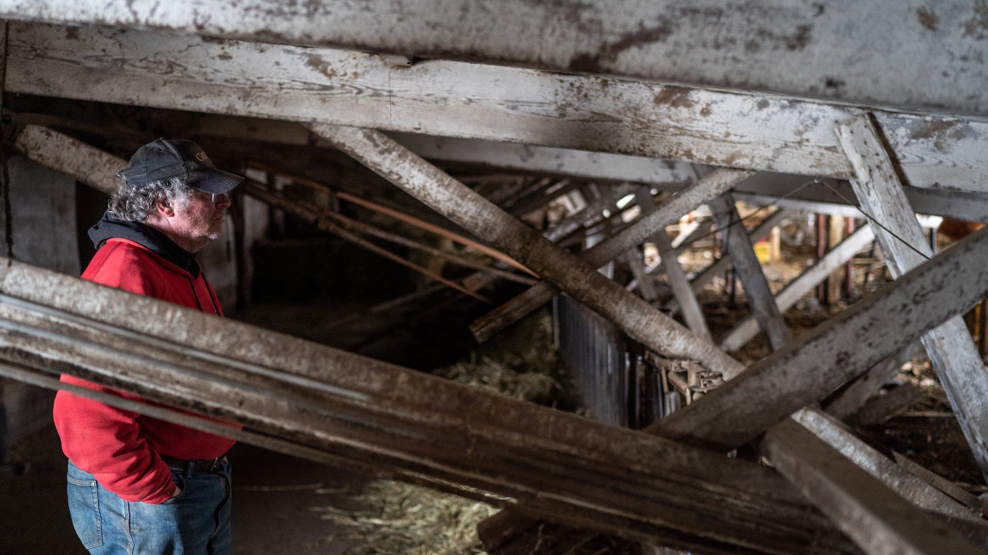 As barns collapse, farmers lose cows, income, sleep | MPR News