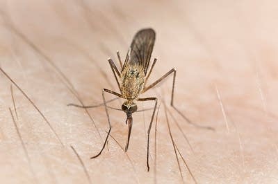 What you need to know about ticks, mosquitoes and the diseases they ...