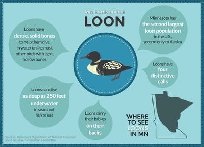 A field guide to Minnesota's iconic animals | MPR News