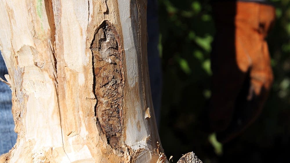 New stage in battle against ash borers | MPR News