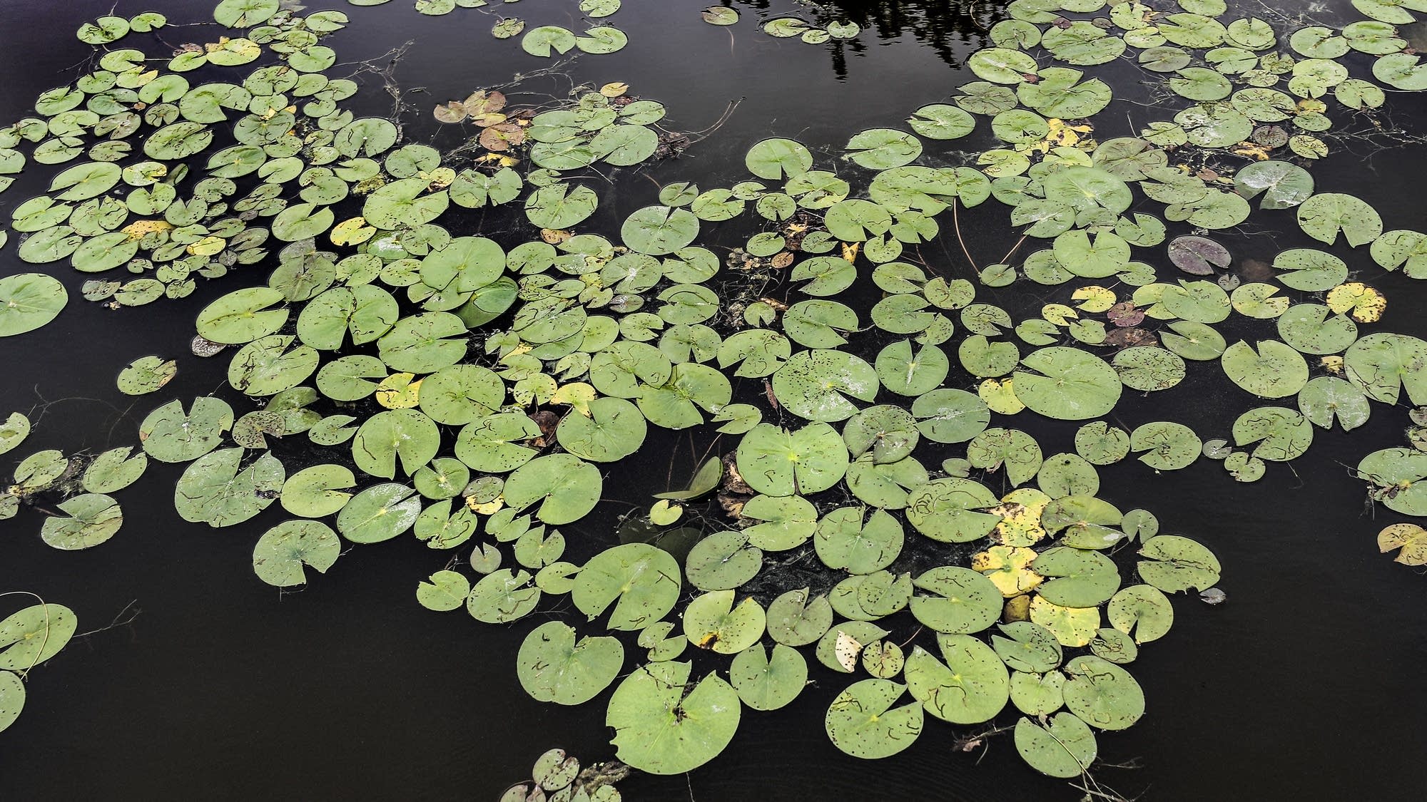 0f20e8-20180627-lake-drawdown-11.jpg (2000×1125)