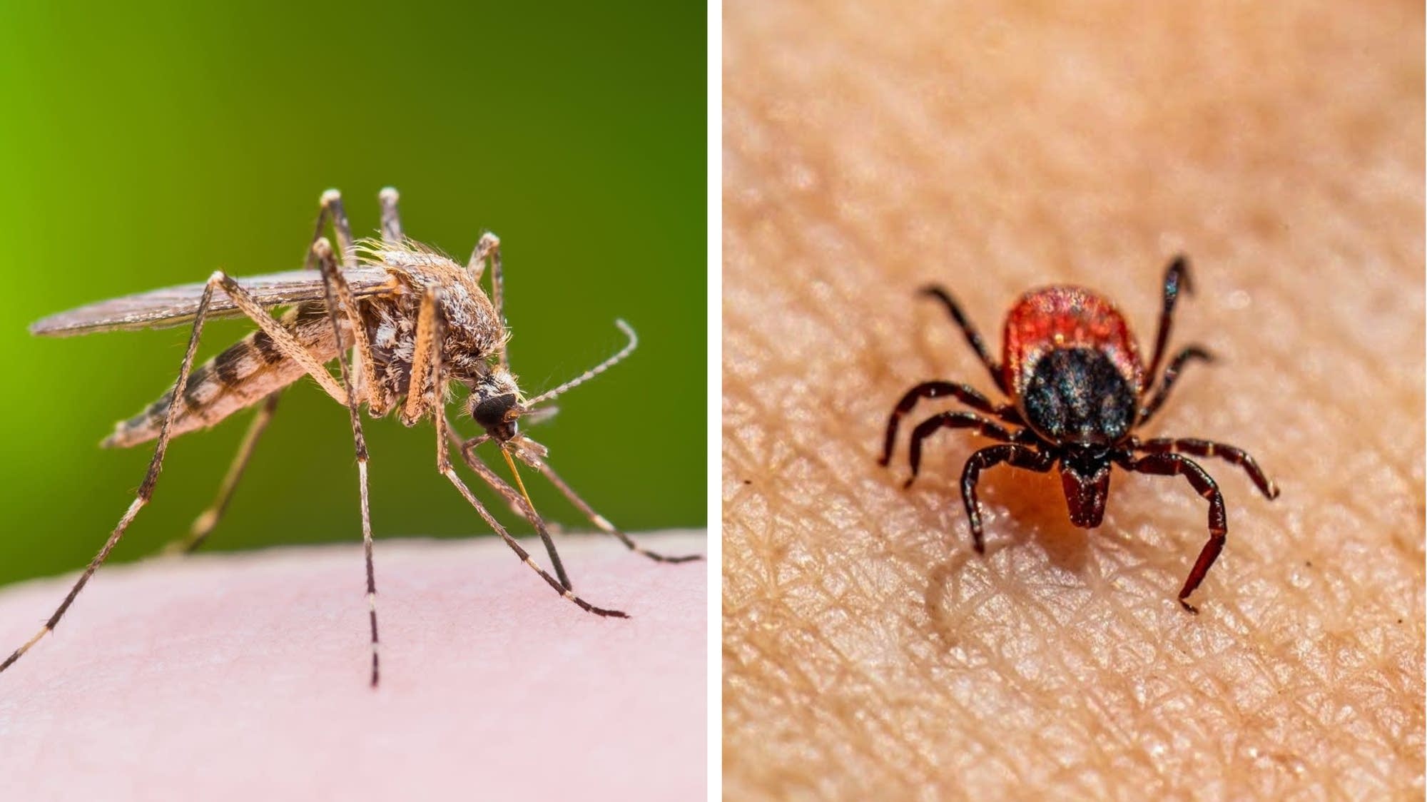 Tick and mosquito season off to a strong start in the Twin Cities | MPR ...