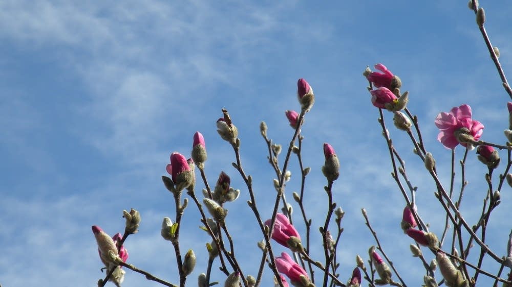 A special moment in Minnesota spring | MPR News