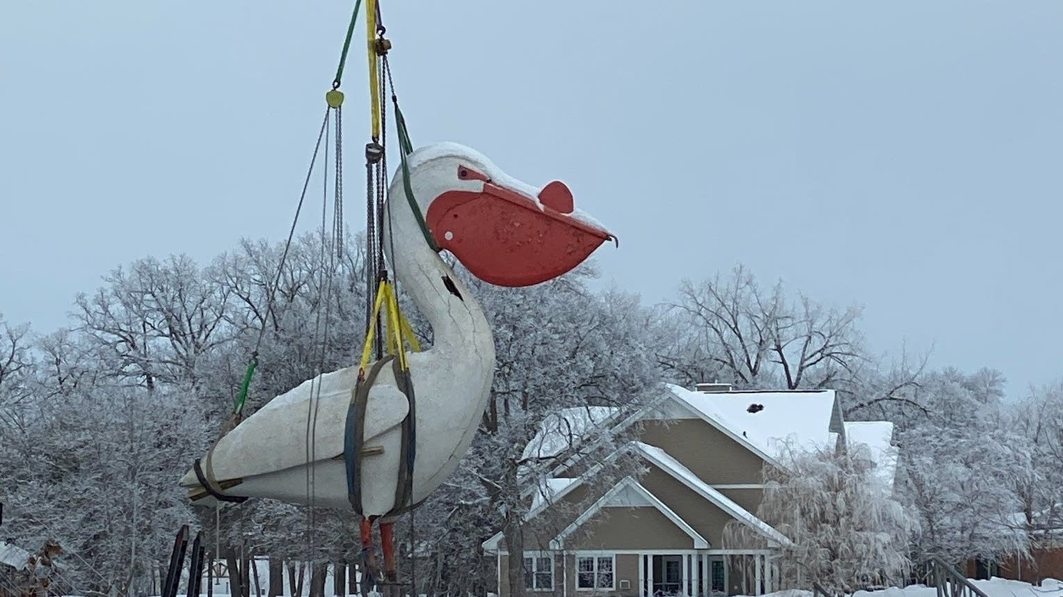 ‘Pelican Pete’ takes a trip to make way for dam removal | MPR News
