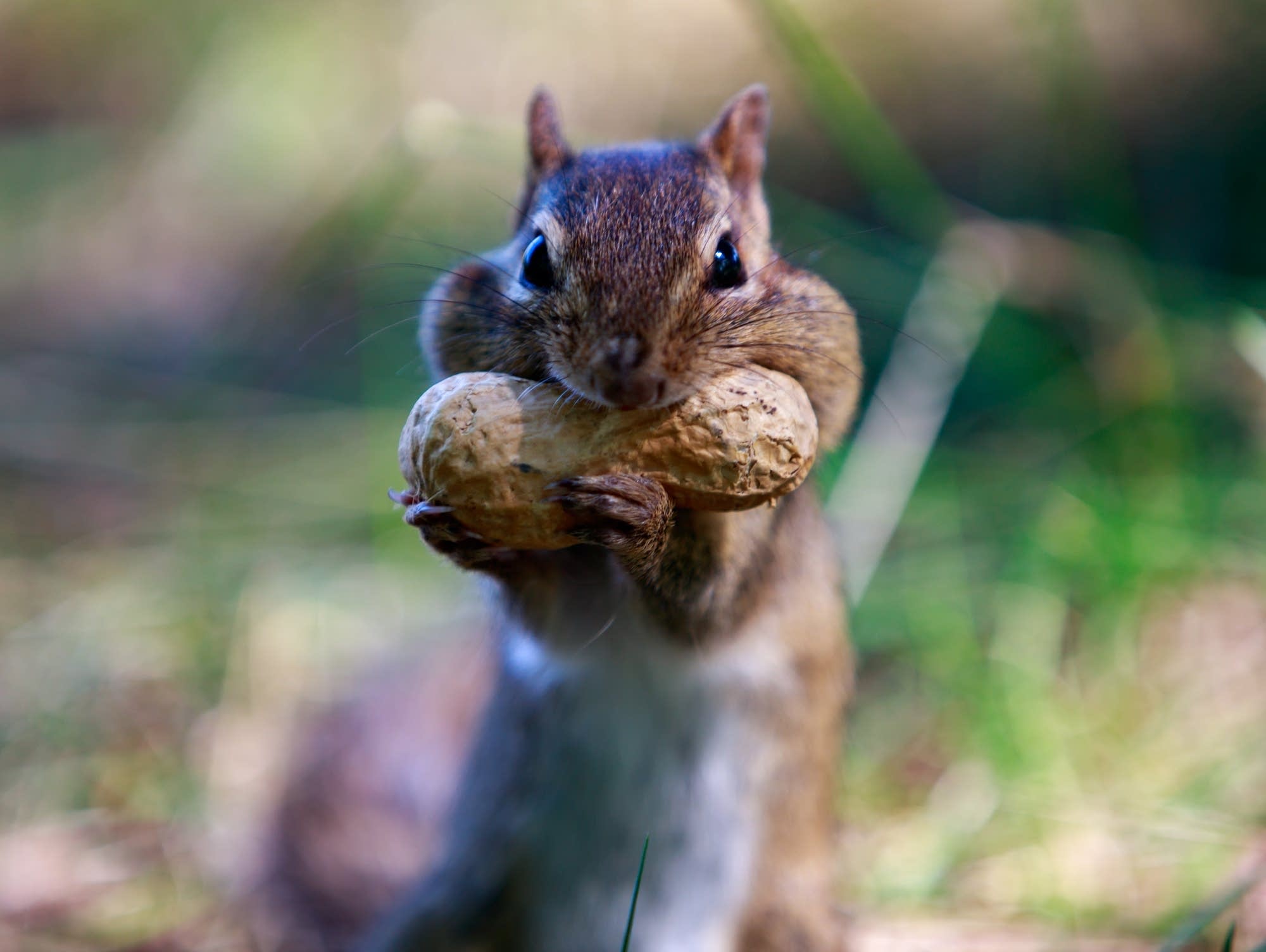 Squirrel nuts store