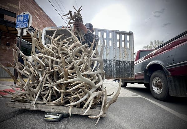 Wyoming's elk antler market: from decor to dog chews