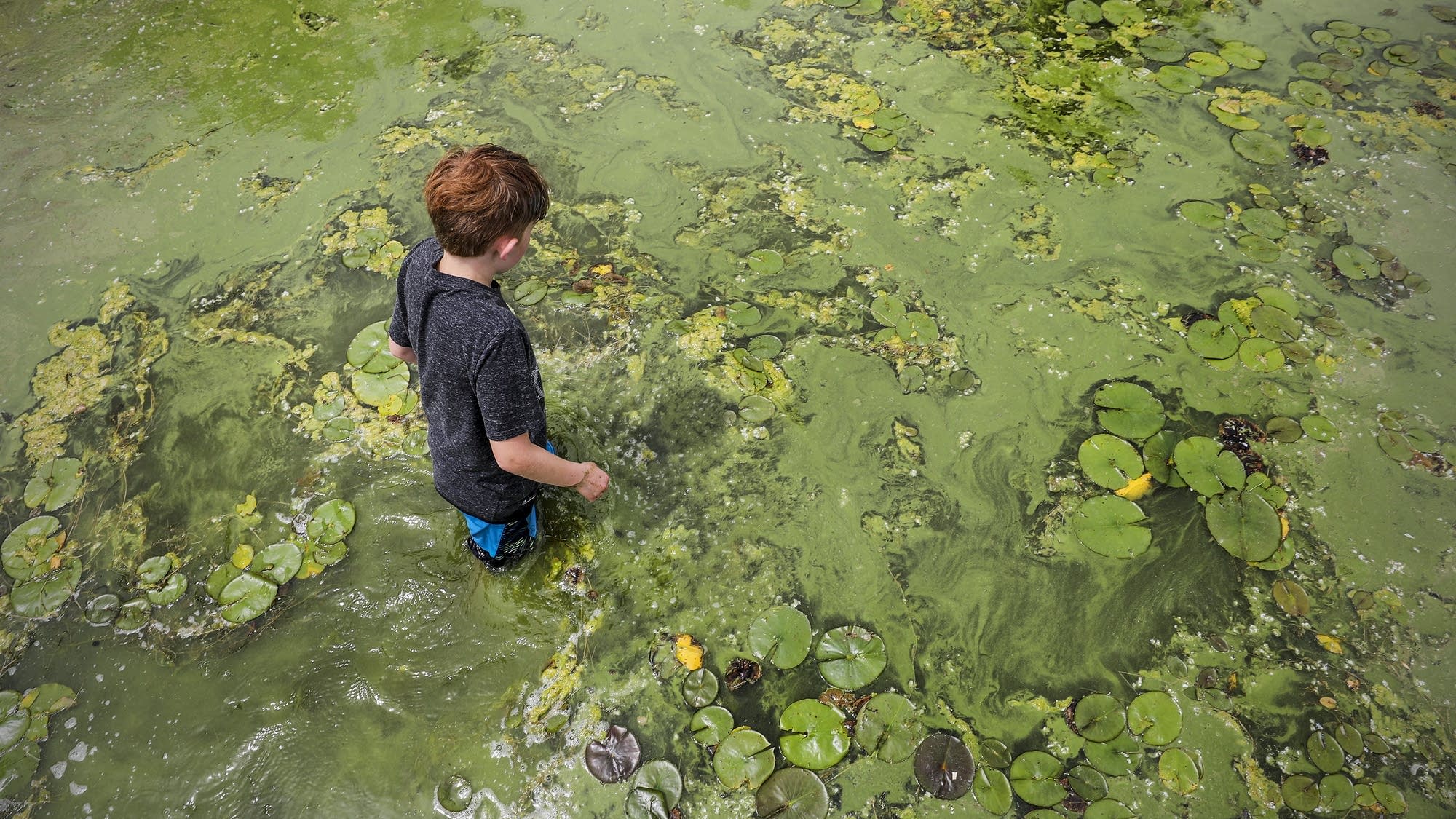 DNR plan to save algae-plagued lake sparks optimism, opposition | MPR News