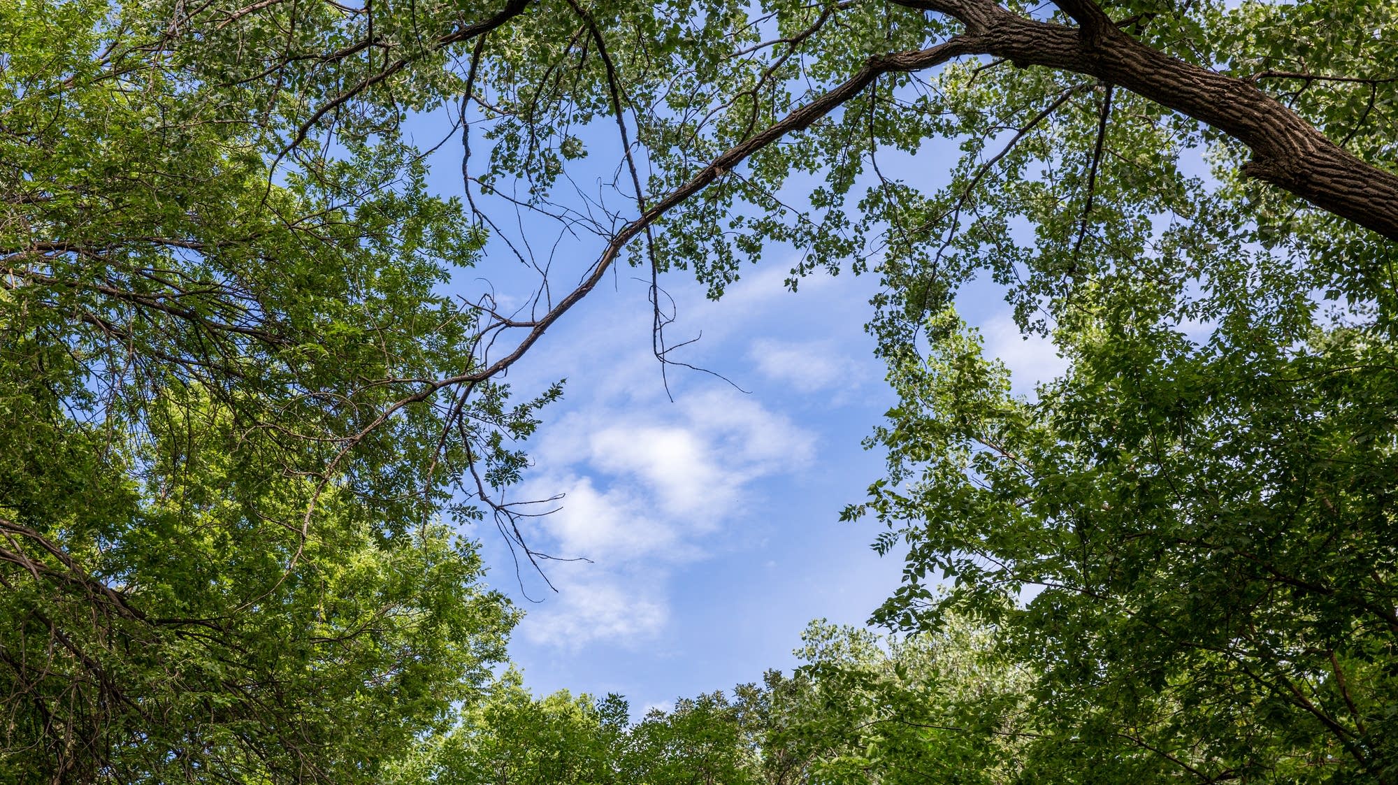 Why our trees are like climate change-fighting superheroes | MPR News
