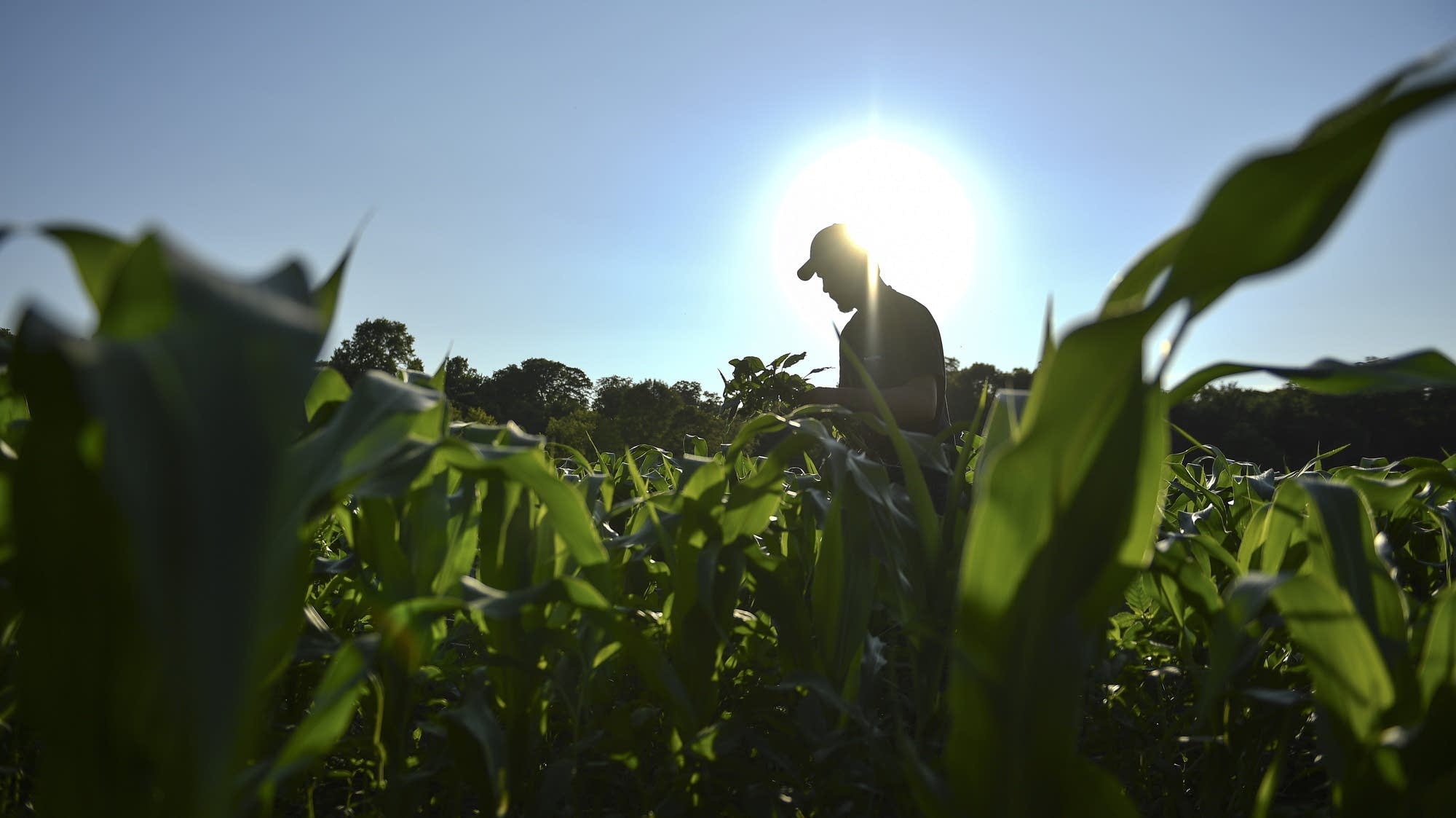 Farm bankruptcies on the rise as Trump tariffs loom