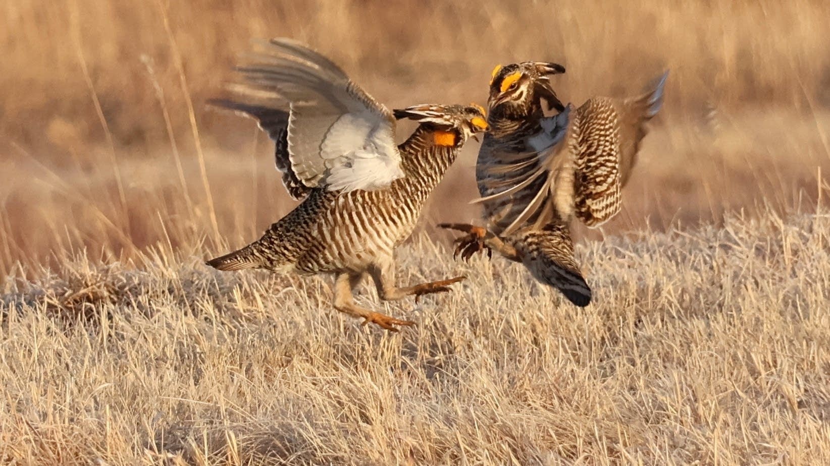 The Prairie Chicken Society: Celebrating and protecting a prairie icon ...