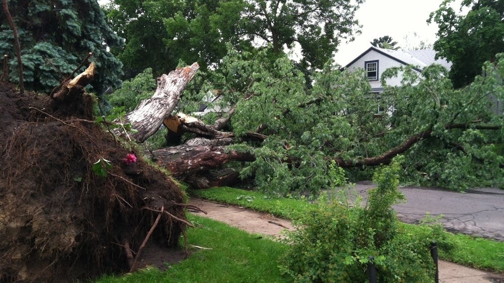 Q&A: Why was tree damage so extensive? | MPR News