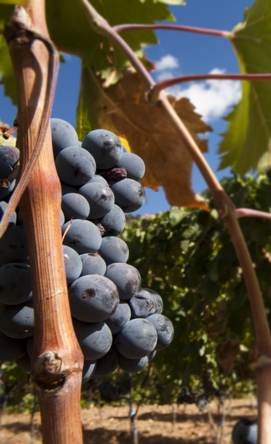 The rapid and unexpected rise of Spain's Priorat wine region | The ...