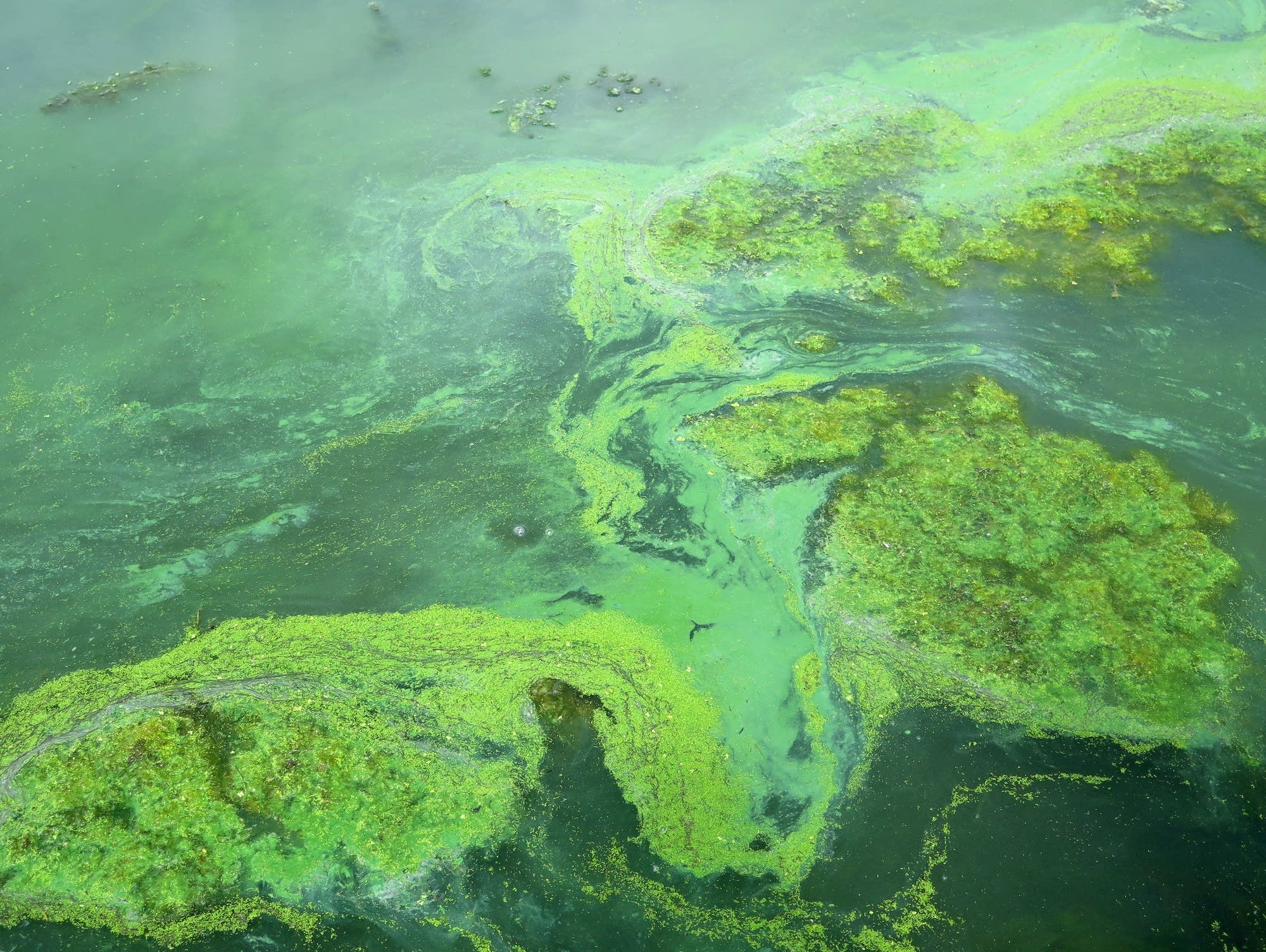 Green Algae Bloom