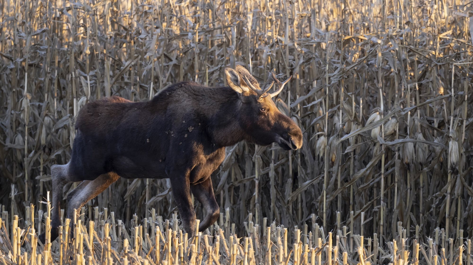 The journey of Minnesota's Rutt the moose is tracked by a herd of fans ...