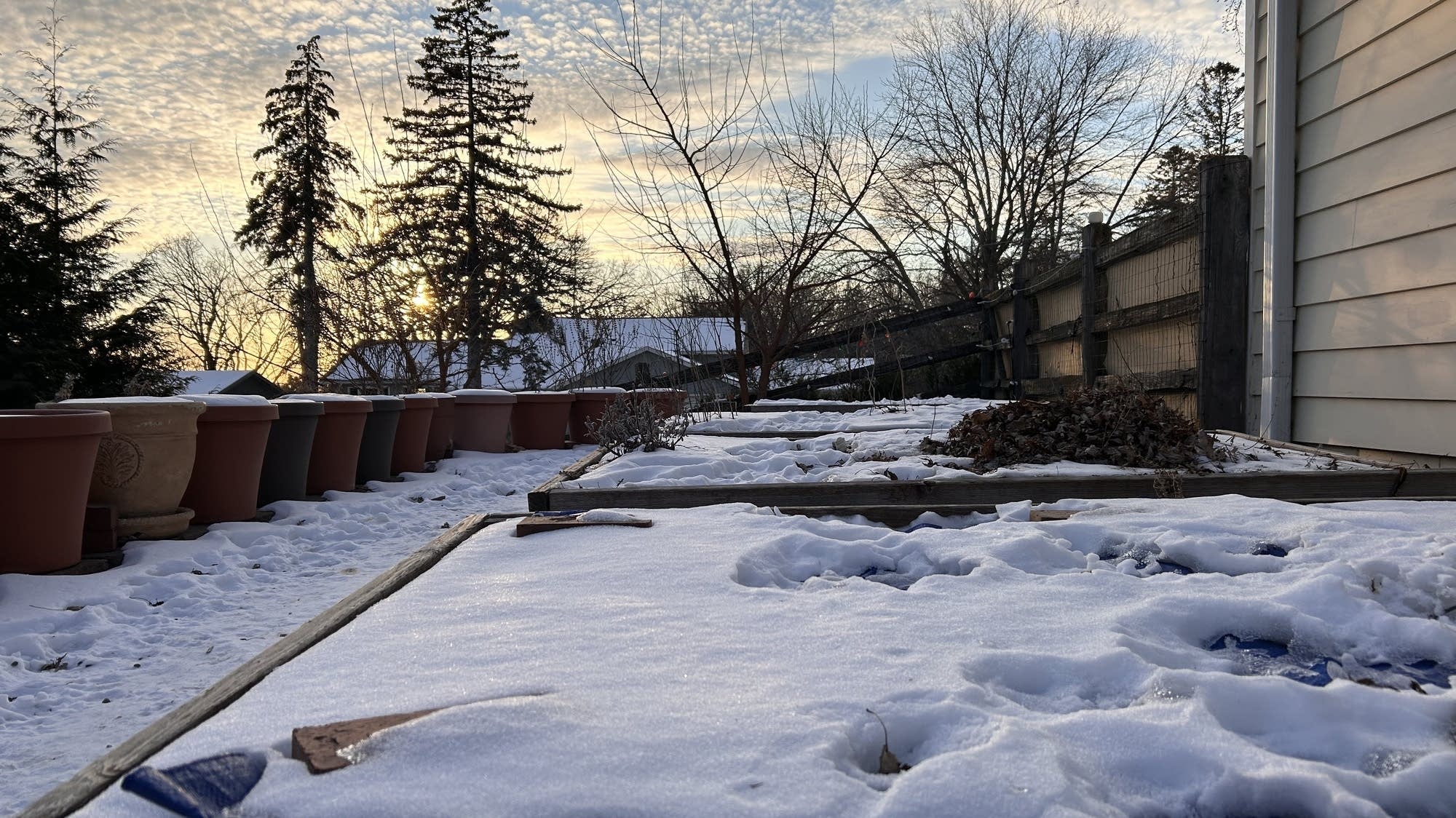 How the lack of snow and cold snaps this winter ‘burn’ garden plants ...