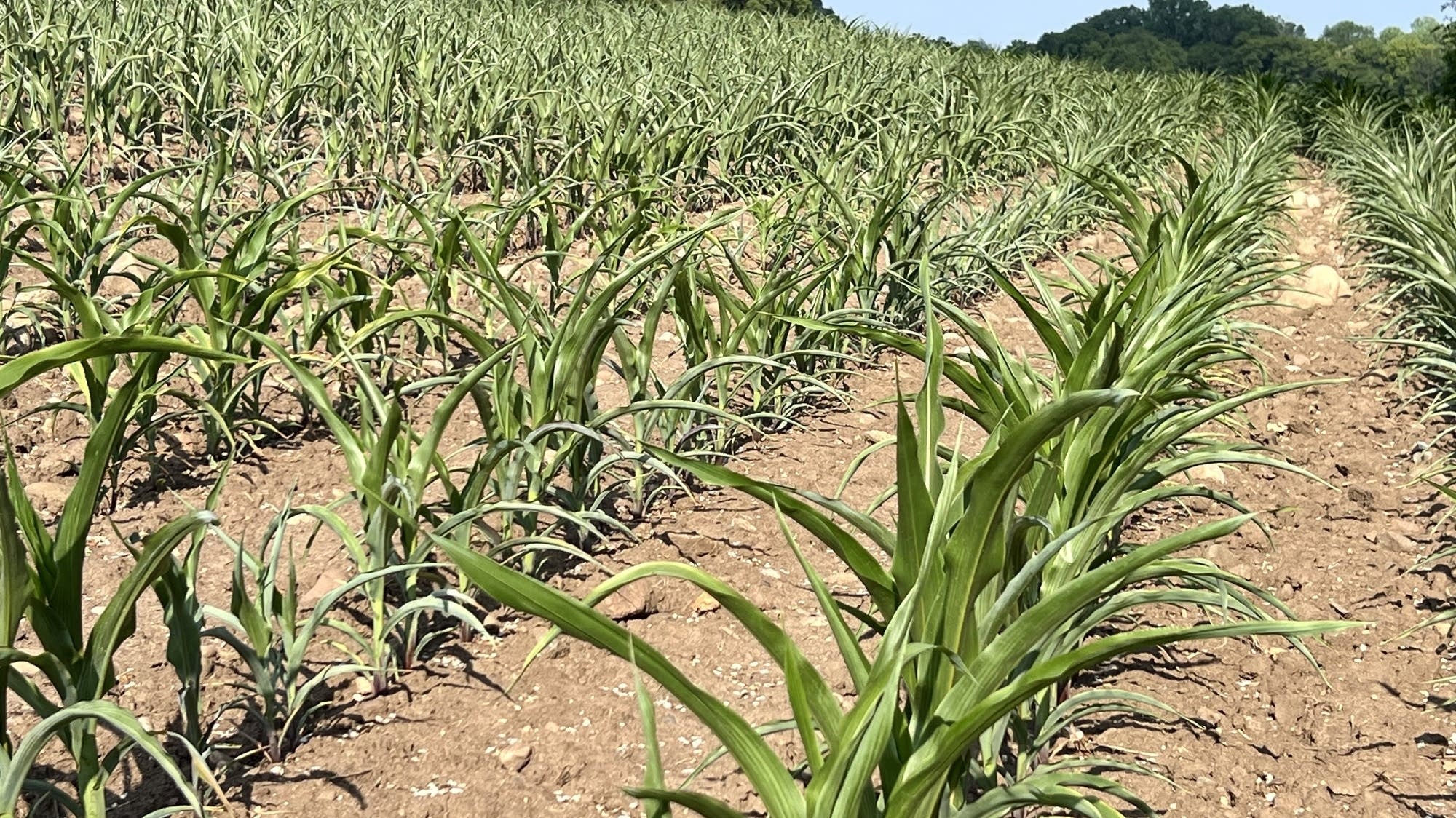 Expanding drought conditions stressing crops in parts of Minnesota ...