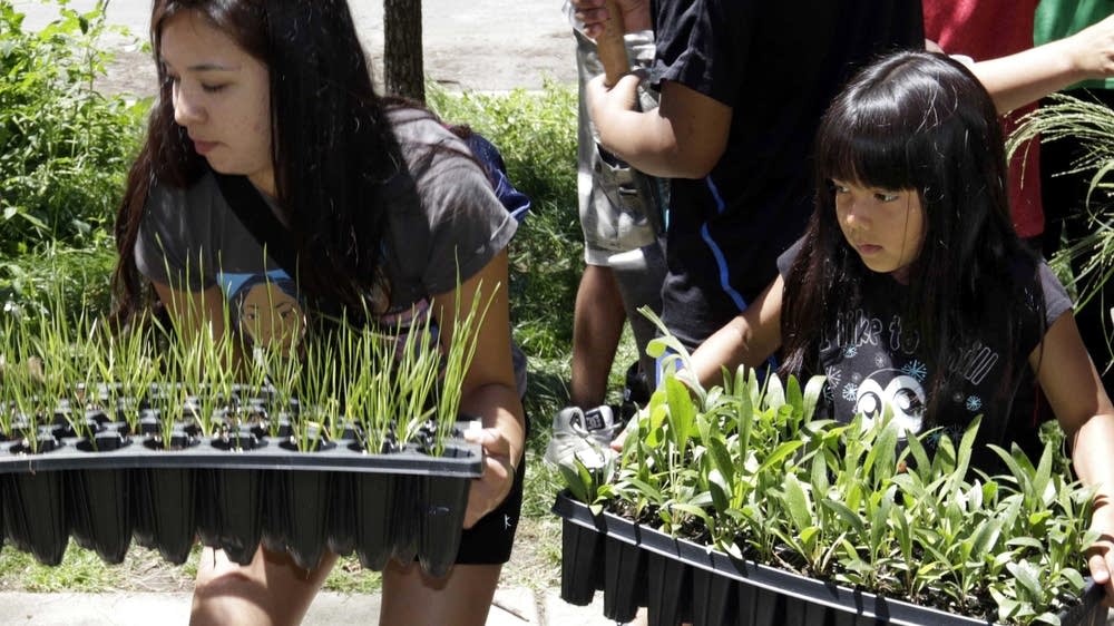 Native Americans connect to past through gardens | MPR News