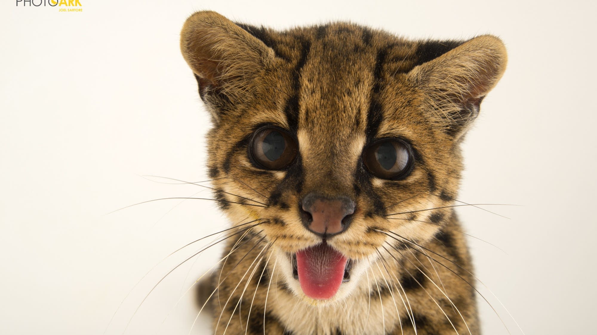 Photos: Documenting the world's animals in 'The Photo Ark' | MPR News