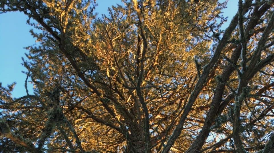 Wolves lead researchers to record pine at Voyageurs National Park | MPR ...