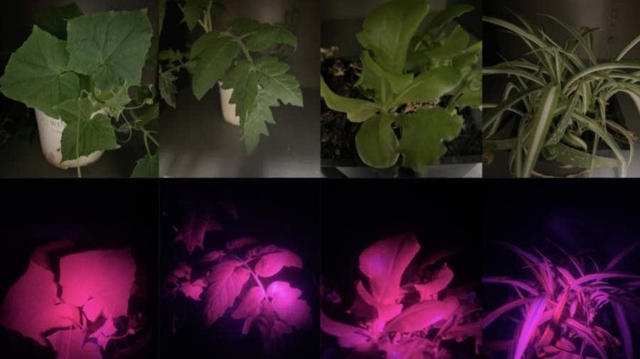 A U of M scientist is using leaf glow to better track climate change ...