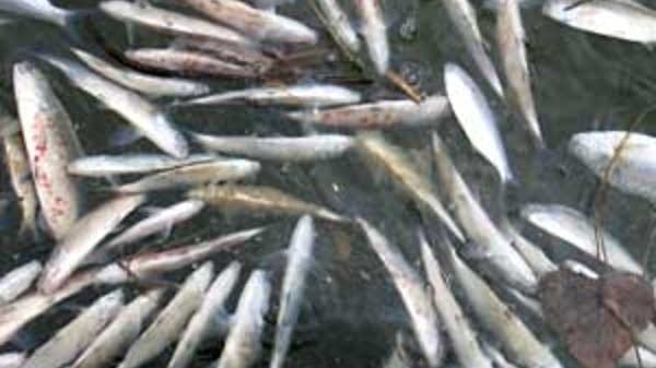 No more Minnesota minnows in Wisconsin | MPR News