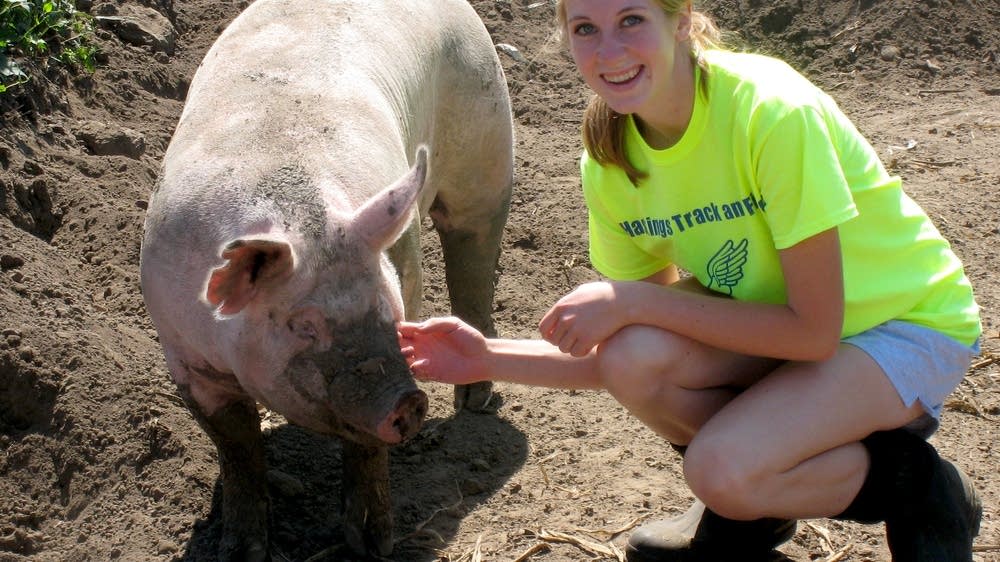 State Fair to be more vigilant, but pig barn stays open | MPR News