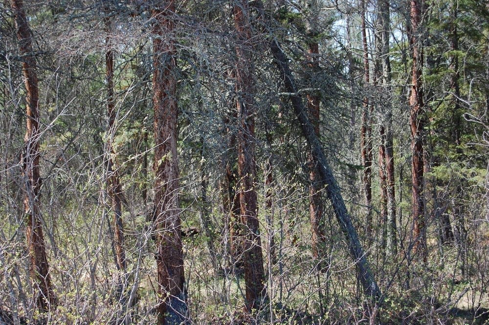 Larch beetle attacks northern forests | MPR News
