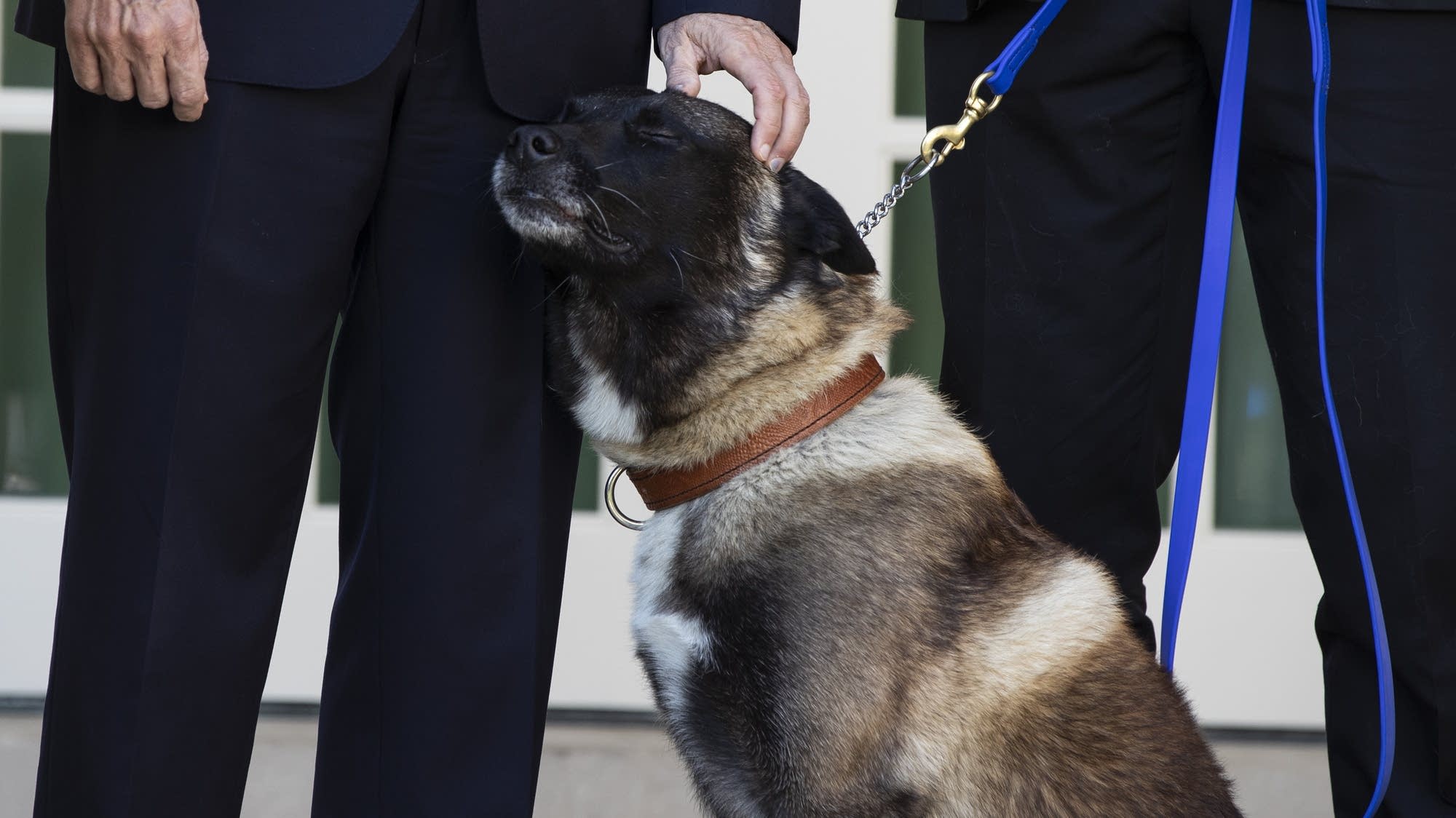 Conan the dog gets hero’s welcome at White House after raid | MPR News