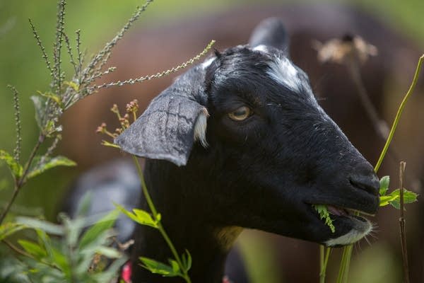 How the goats of Pilot Knob are helping fight invasive species | MPR News